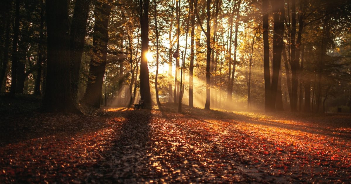 6 poezii despre toamnă. Cum au văzut poeții cel mai colorat anotimp ...